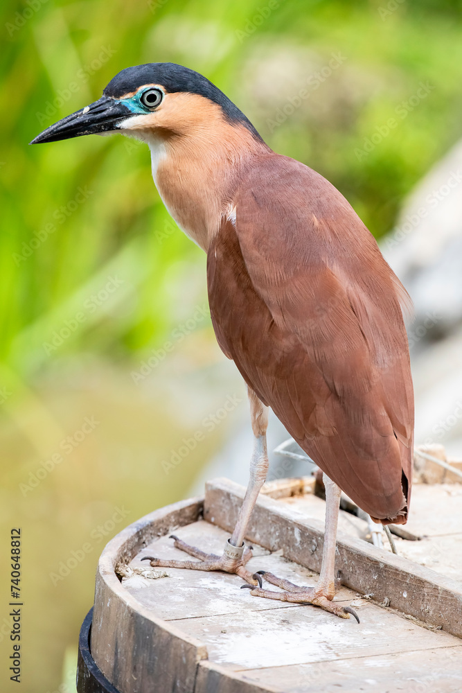 The nankeen night heron (Nycticorax caledonicus) is a heron that ...