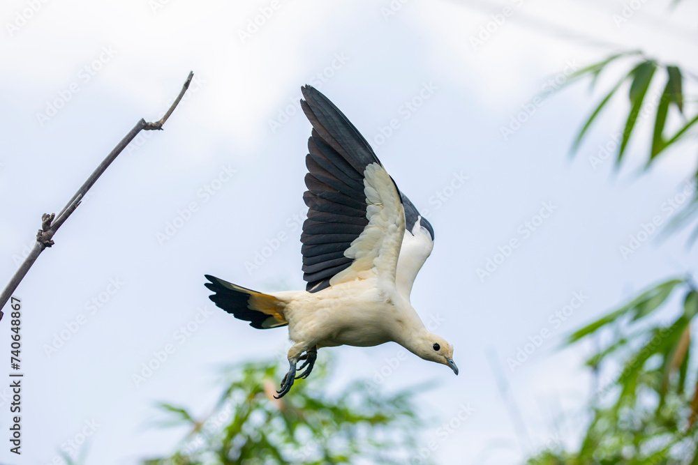 a Pied imperial pigeon (Ducula bicolor) is flying. It is a relatively ...