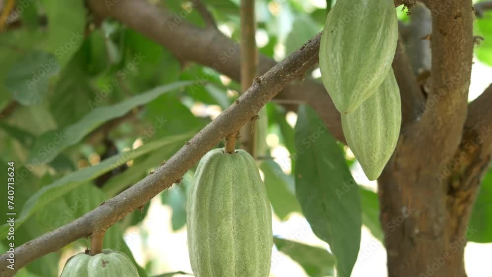 Green Cocoa pods grow on trees. The cocoa tree, The cacao fruits, Raw ...