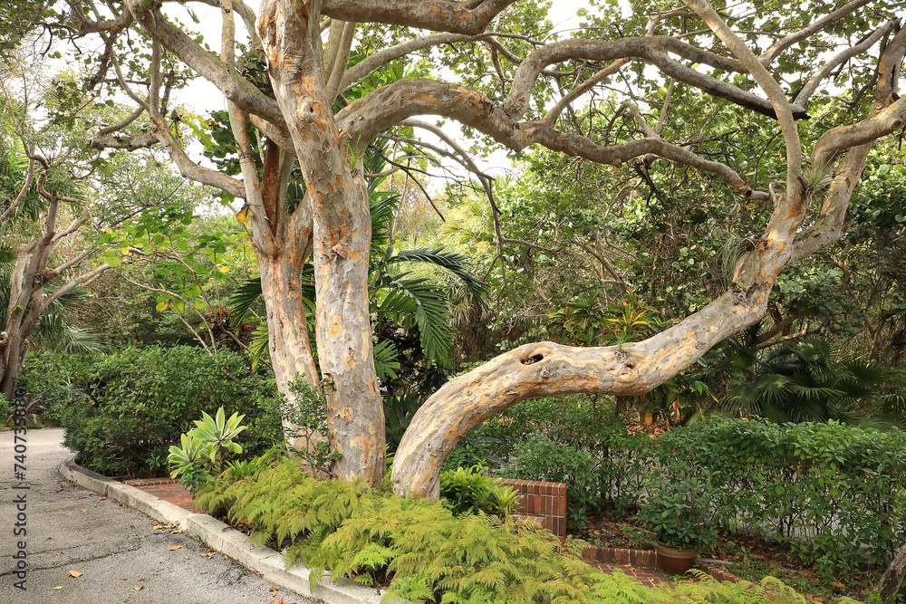 Seagrape tree, with large trunk is a Florida native, a protected tree ...