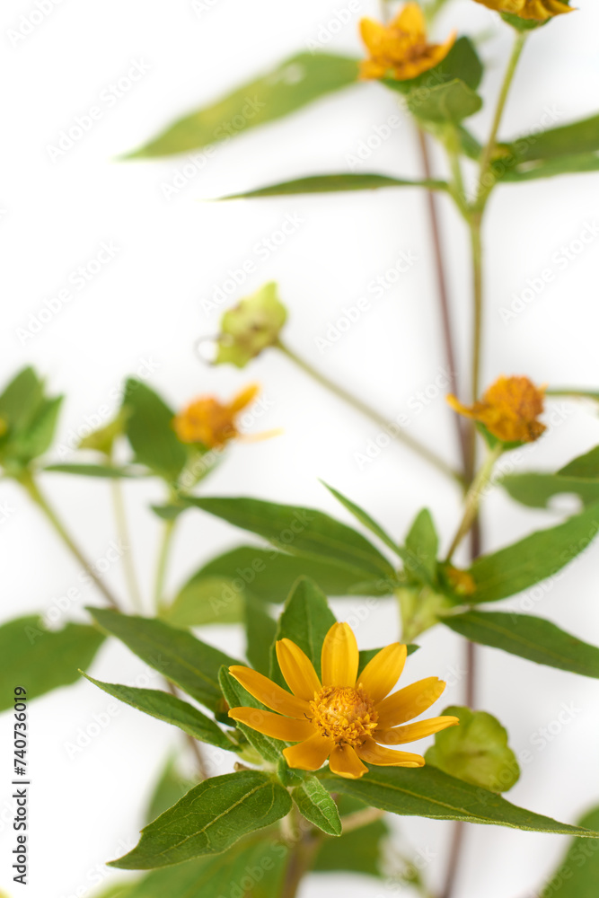 wedelia, aka creeping oxeye, wedelia trilobata, vibrant yellow flowers ...