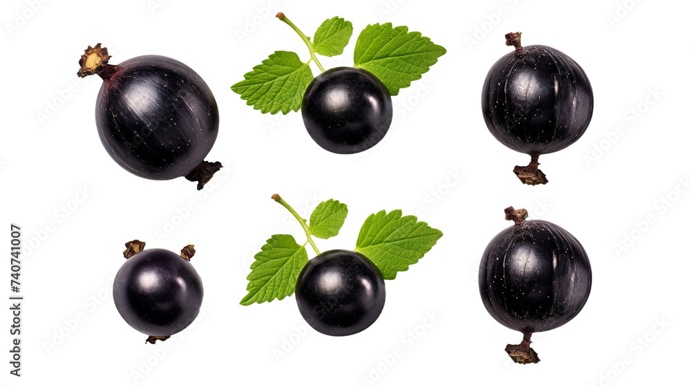 Blackcurrant Illustration with Realistic Details Isolated on ...