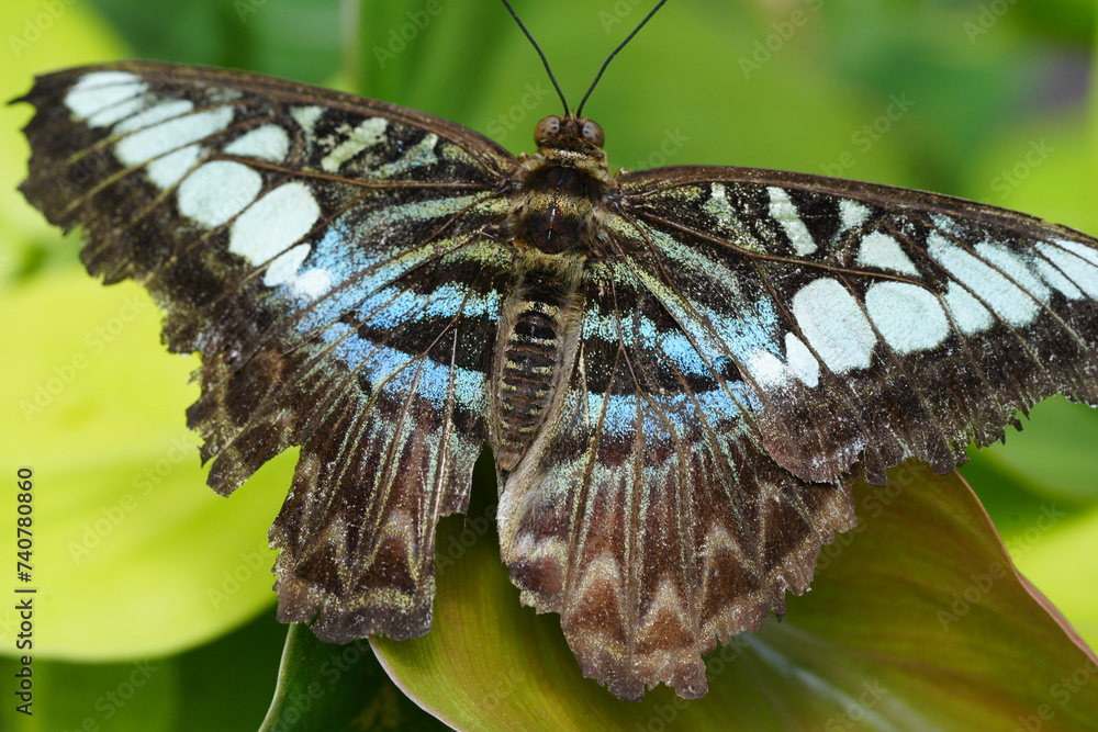 Parthenos sylvia, commonly known as the Clipper butterfly, is a species ...