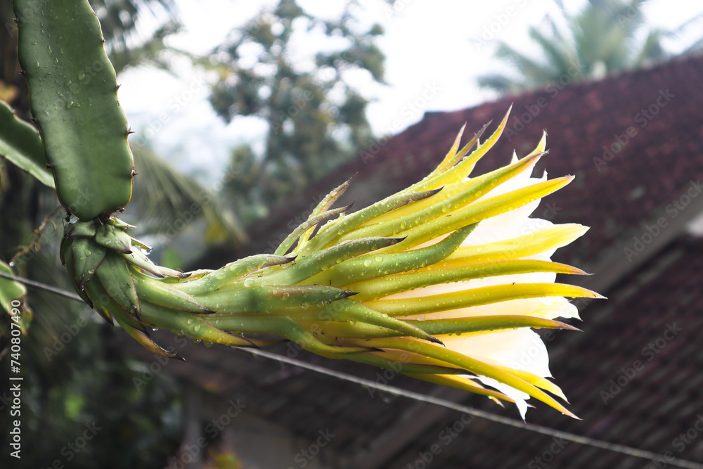 dragon fruit flower buds are green and yellow with beautiful buds Stock ...