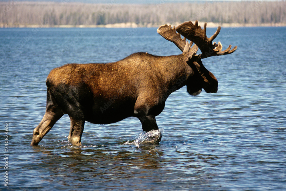 Elan d'Amerique, Orignal, Alces alces, Parc national du Yellowstone, U ...