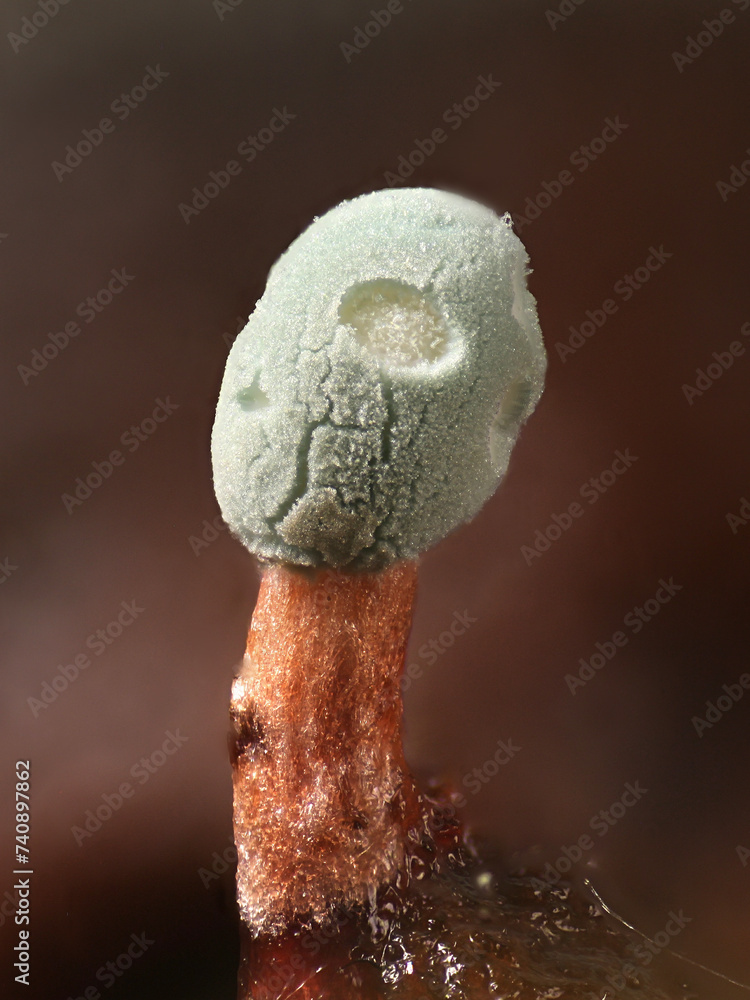 Penicillium vulpinum, an asexual fungus producing antibiotic penicillin ...