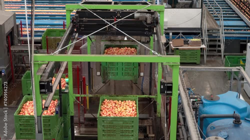 Apple Processing in Automated Fruit Packing House Facility Prior Cold ...