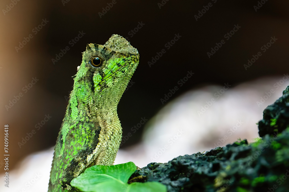 The Crowned Spiny Lizard, scientifically known as Acanthosaura coronata ...