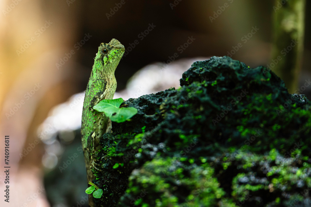 The Crowned Spiny Lizard, scientifically known as Acanthosaura coronata ...