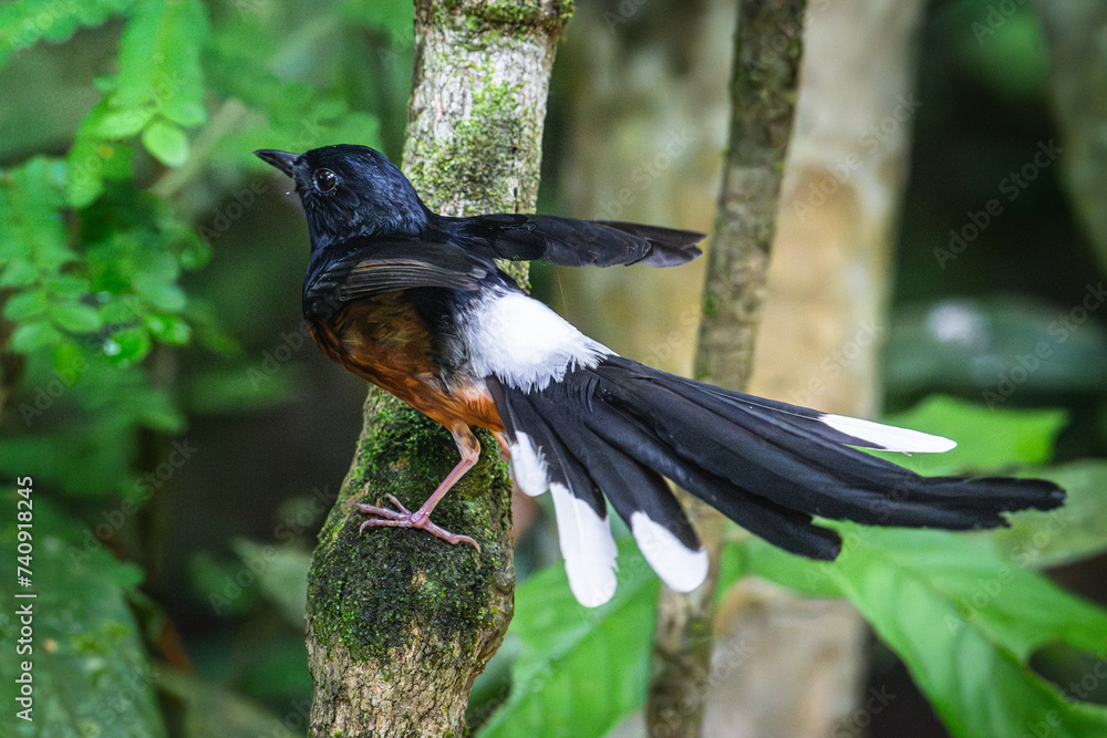 White-Rumped Shama: The White-Rumped Shama, scientifically known as ...