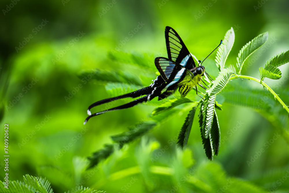 Green Dragontail : The Green Dragontail (Lamproptera meges) is a ...