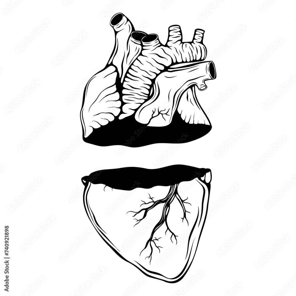 Poster Realistic human heart line art vector – Wall Art | UkPosters