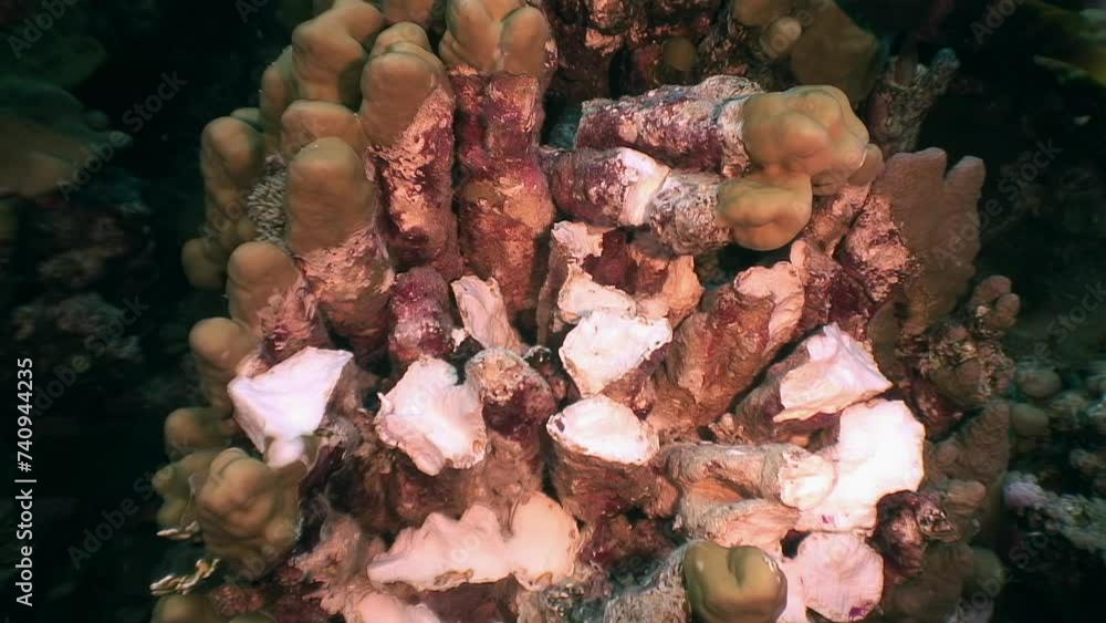 Underwater coral in clean, clear water with fish is conducive to ...
