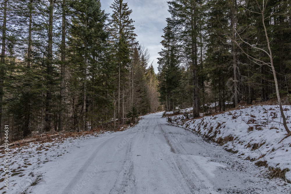 visuale panoramica di un bosco di montagna innevato e ghiacciato, all ...