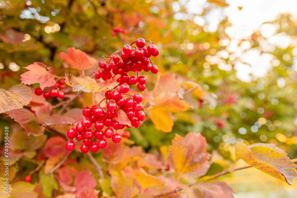 Viburnum (viburnum opulus) berries and leaves outdoor in autumn fall ...