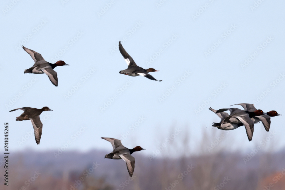 The duck migration of Redheads and Scaups over Presquile Bay Stock ...