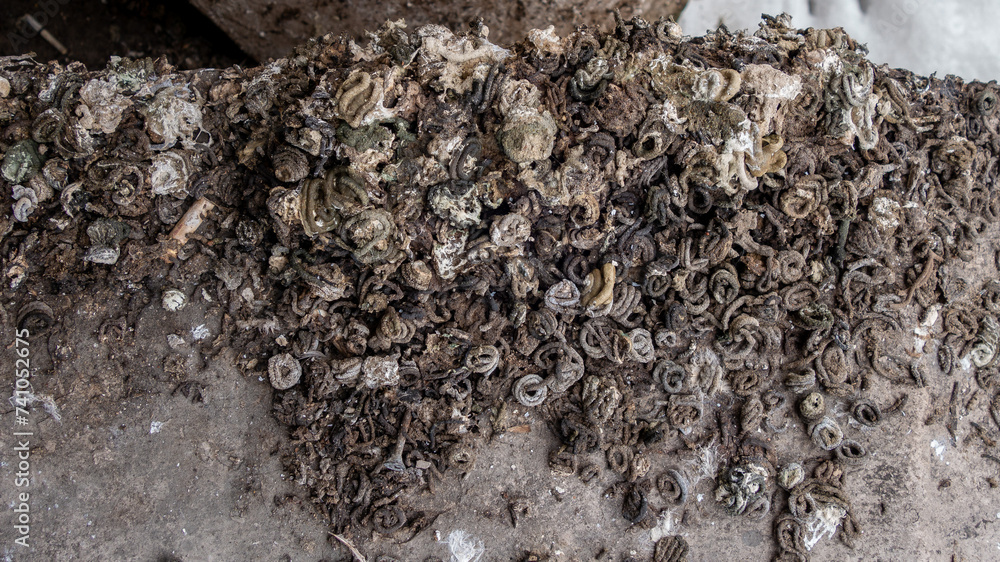 Bird droppings on a large area under the nesting site of urban pigeons ...