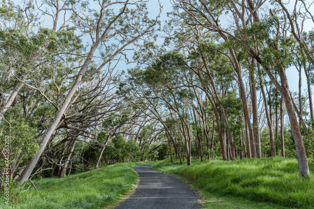 Acacia koa, commonly known as koa,[3] is a species of flowering tree in ...