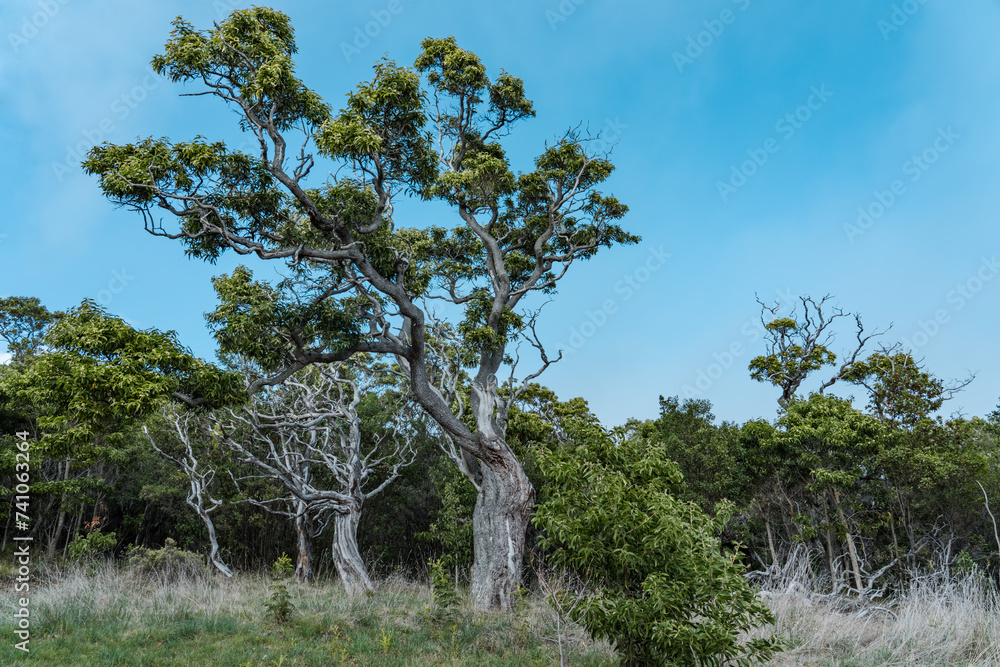 Acacia koa, commonly known as koa,[3] is a species of flowering tree in ...