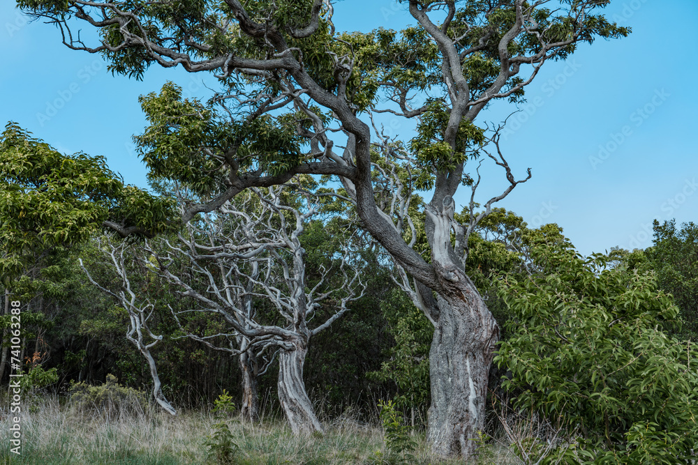 Acacia koa, commonly known as koa,[3] is a species of flowering tree in ...