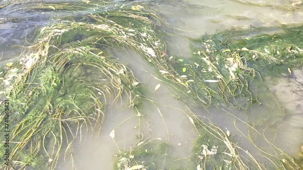 blooming green algae in dirty water, world environmental problems ...