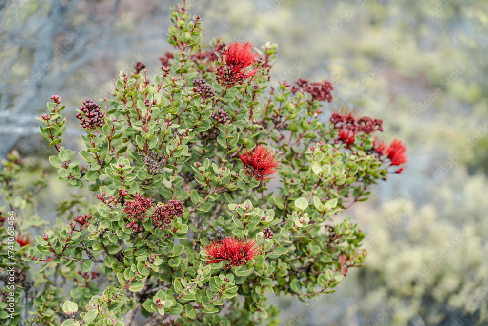Metrosideros polymorpha, the ʻōhiʻa lehua, is a species of flowering ...