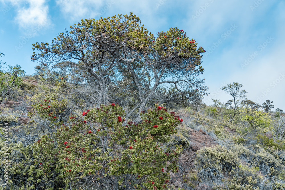 Metrosideros polymorpha, the ʻōhiʻa lehua, is a species of flowering ...