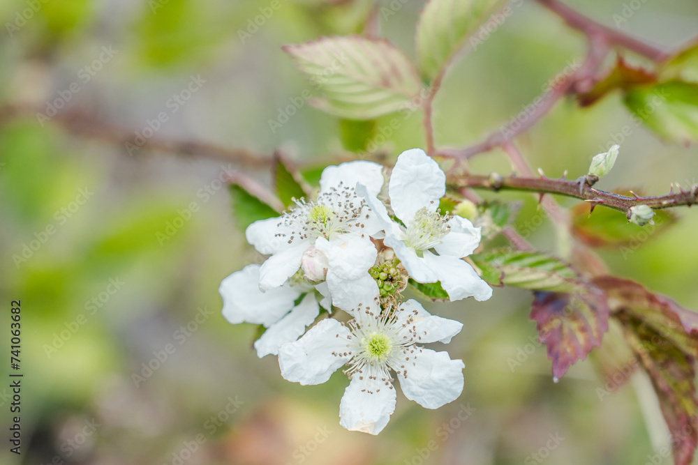 Rubus argutus is a North American species of prickly bramble in the ...