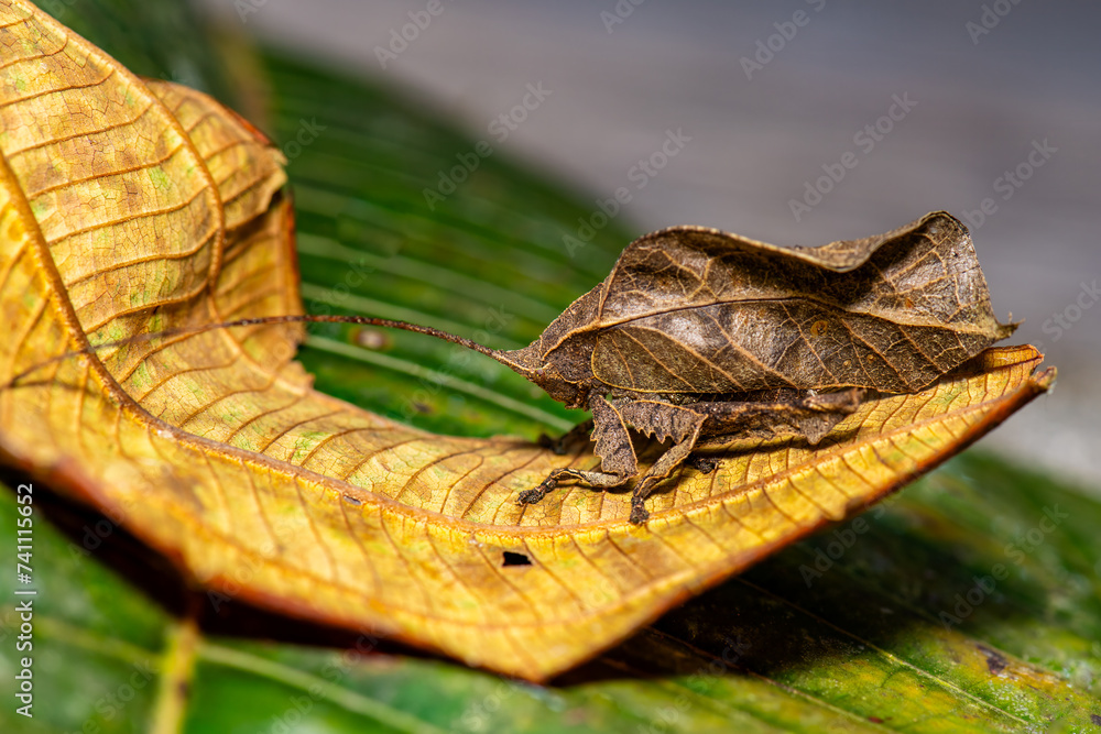 Dead-leaf Grasshopper. Amazing creature, looks like dead leave. Picture ...