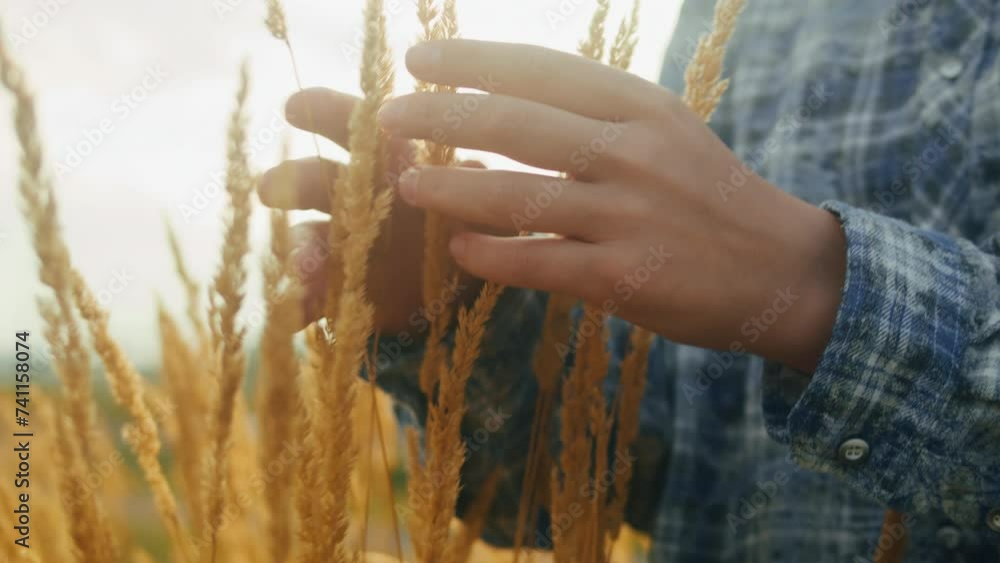 Woman hand touching a golden wheat ear in the wheat field wearing blue ...