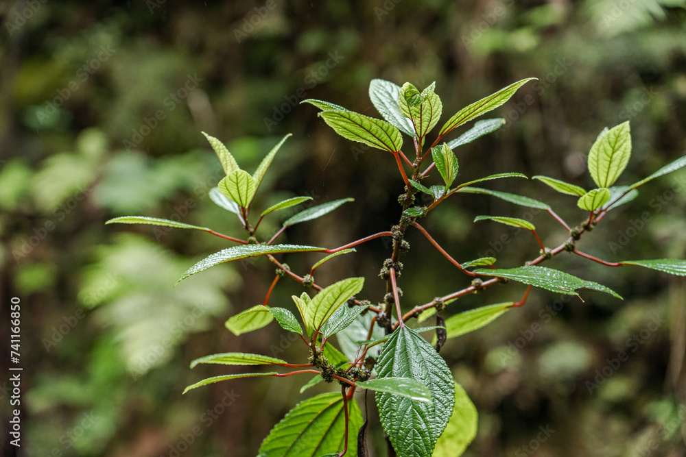 Pipturus albidus, māmaki ( waimea, for its resemblance to olomea ...