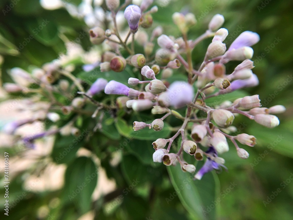 Defocused Vitex Vitex trifolia (simple-leaved chaste tree) Stock-Foto ...