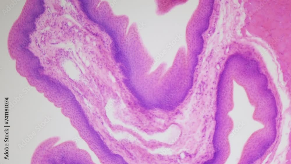 Stratified squamous epithelium. Microanatomy. 100x times magnification ...