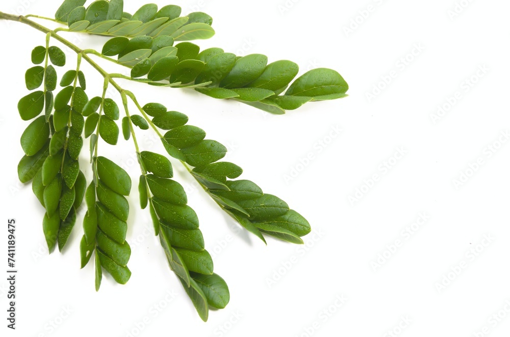 Samanea Saman leaves. Rain tree which is a source of water storage ...