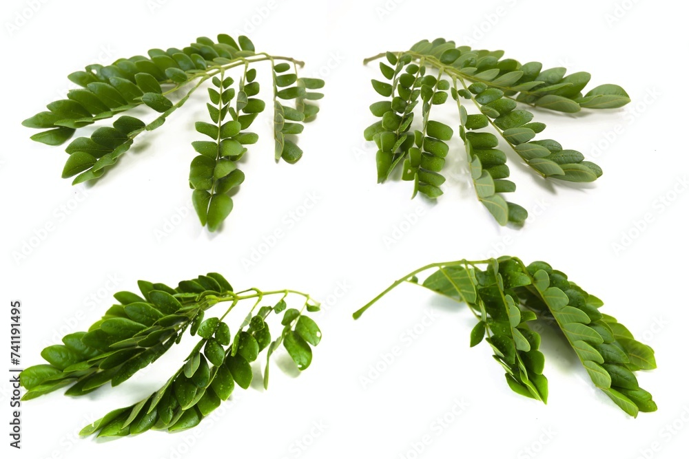 Samanea Saman leaves. Rain tree which is a source of water storage ...
