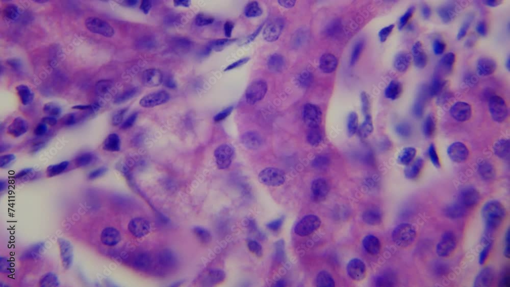 The human kidney. Microanatomy. Transverse section of a mammalian ...