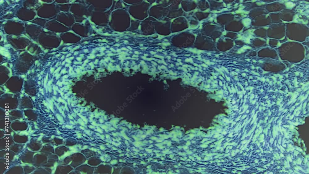The human circulatory system. Magnification of 400X times. Structure ...