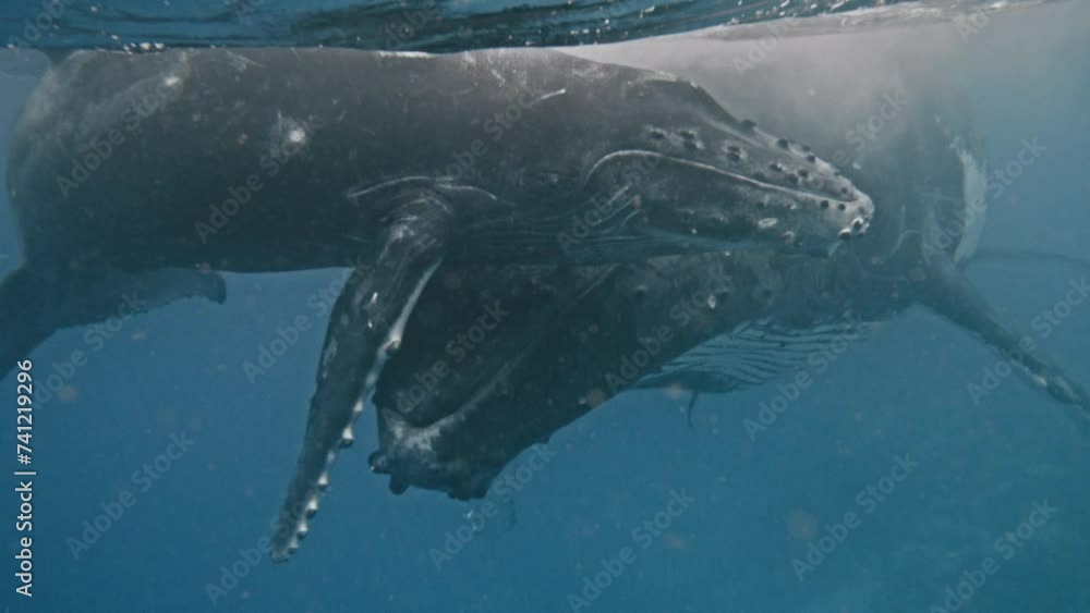 Vidéo Stock Humpback Whale Calf Hugs Mom's Face (Rostrum) With Its Cute ...