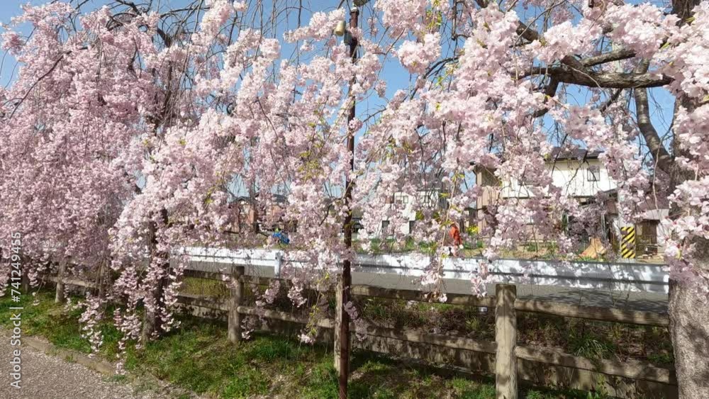 Weeping cherry blossom trees (Shidare sakura) in Kitakata, Fukushima of ...
