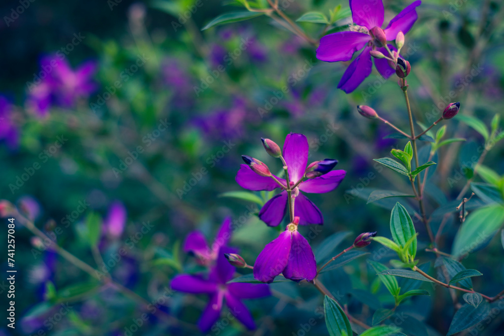 Melastomataceae are herbaceous plants, shrubs or small Melastomataceae ...