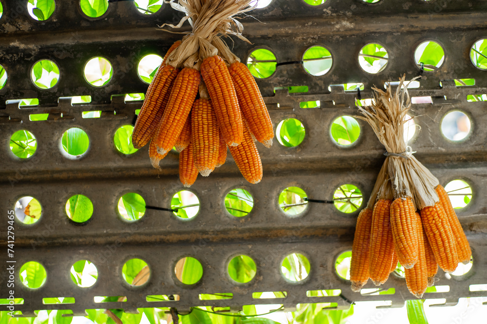 Corn is the most widely grown food crop in the Americas. Corn has ...