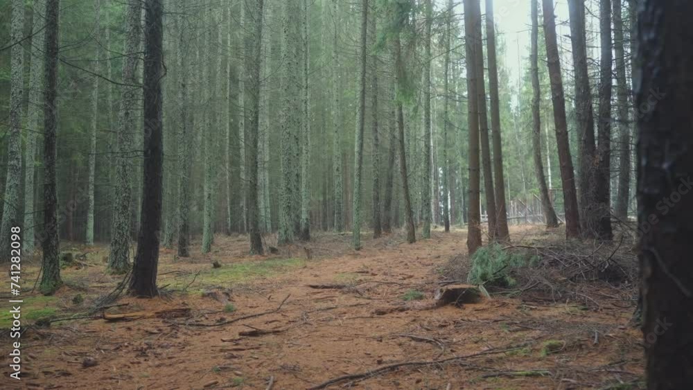 A forest infested with green lichen growing densely on tall trees. A ...