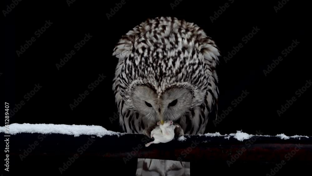 Big owl eat white mouse in a snowy branch. The owl grabs small white ...