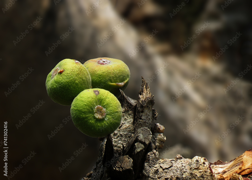 Figs on a fig tree, Cluster fig also known as Ficus racemosa, the ...