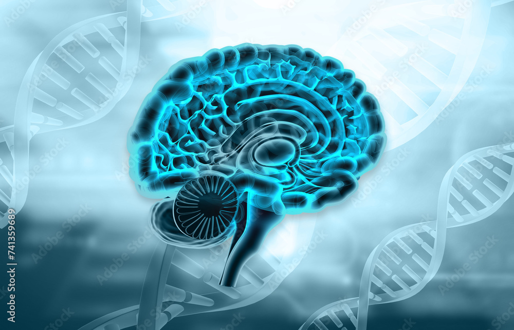Human brain cross section anatomy on DNA background. 3d illustration ...