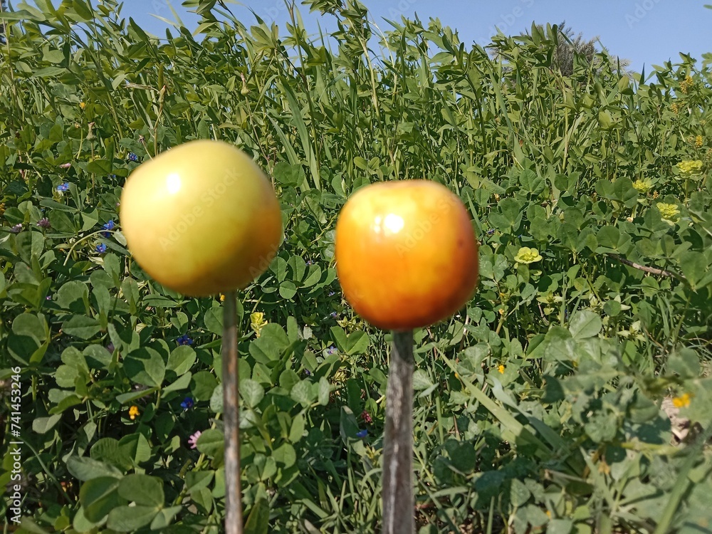 Fruit of the Ziziphus mauritiana, or fruit of Indian jujube,Indian plum ...