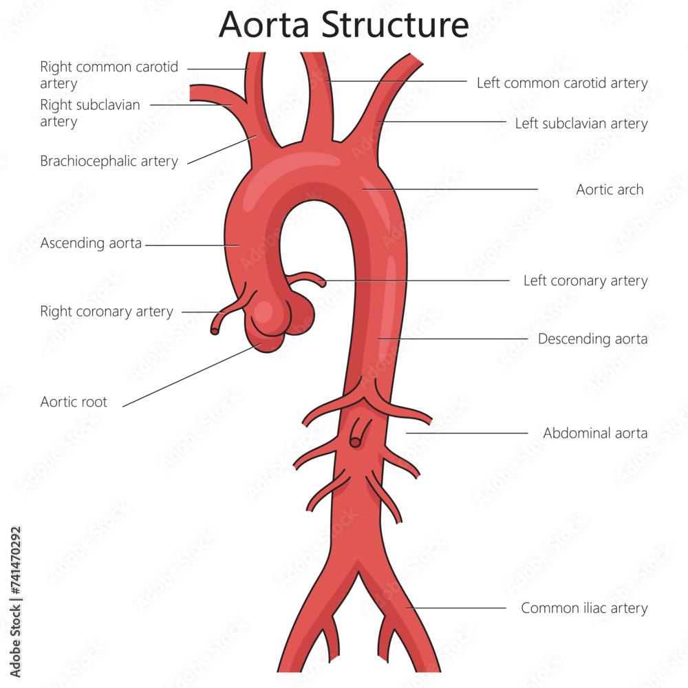 Poster Aorta largest human artery structure vertebral column diagram ...