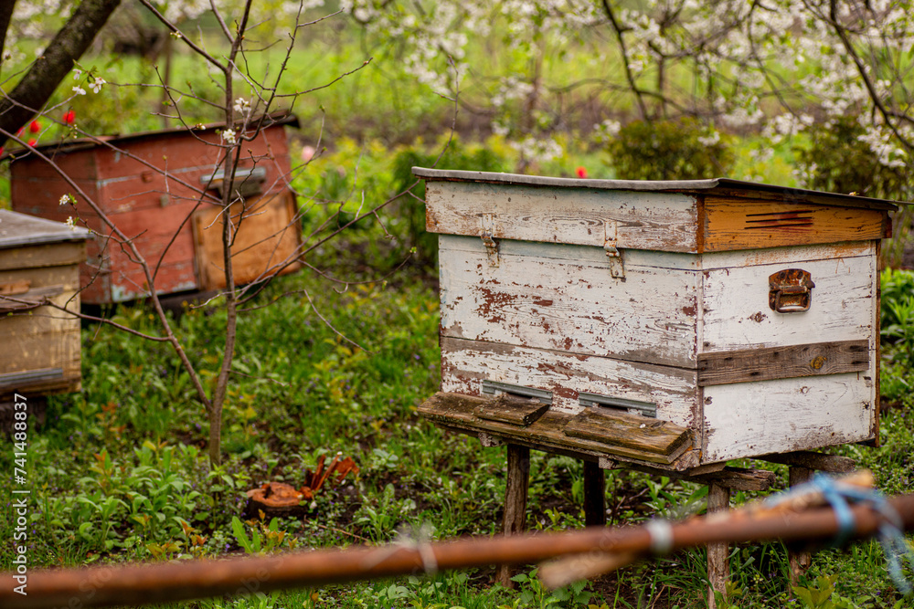 Old hives in a small apiary in the garden among cherry blossoms in ...