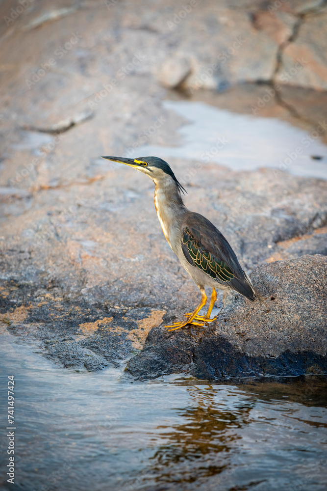 The green-backed heron or striated heron (Butorides striata) also known ...