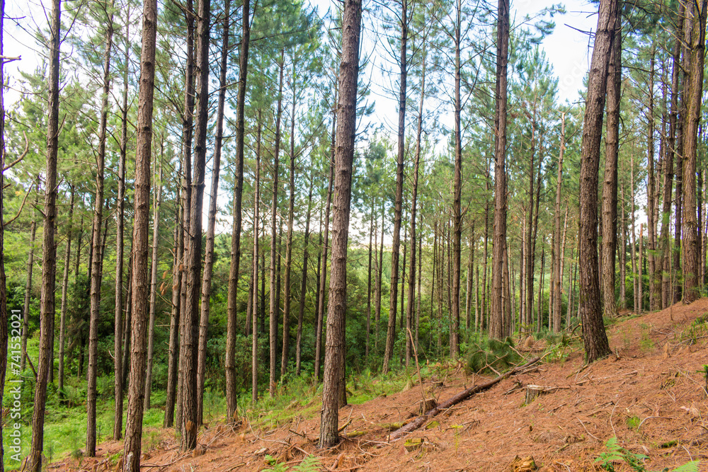 Pine plantation (Pinus sp.) with young thin trees in Sao Francisco de ...